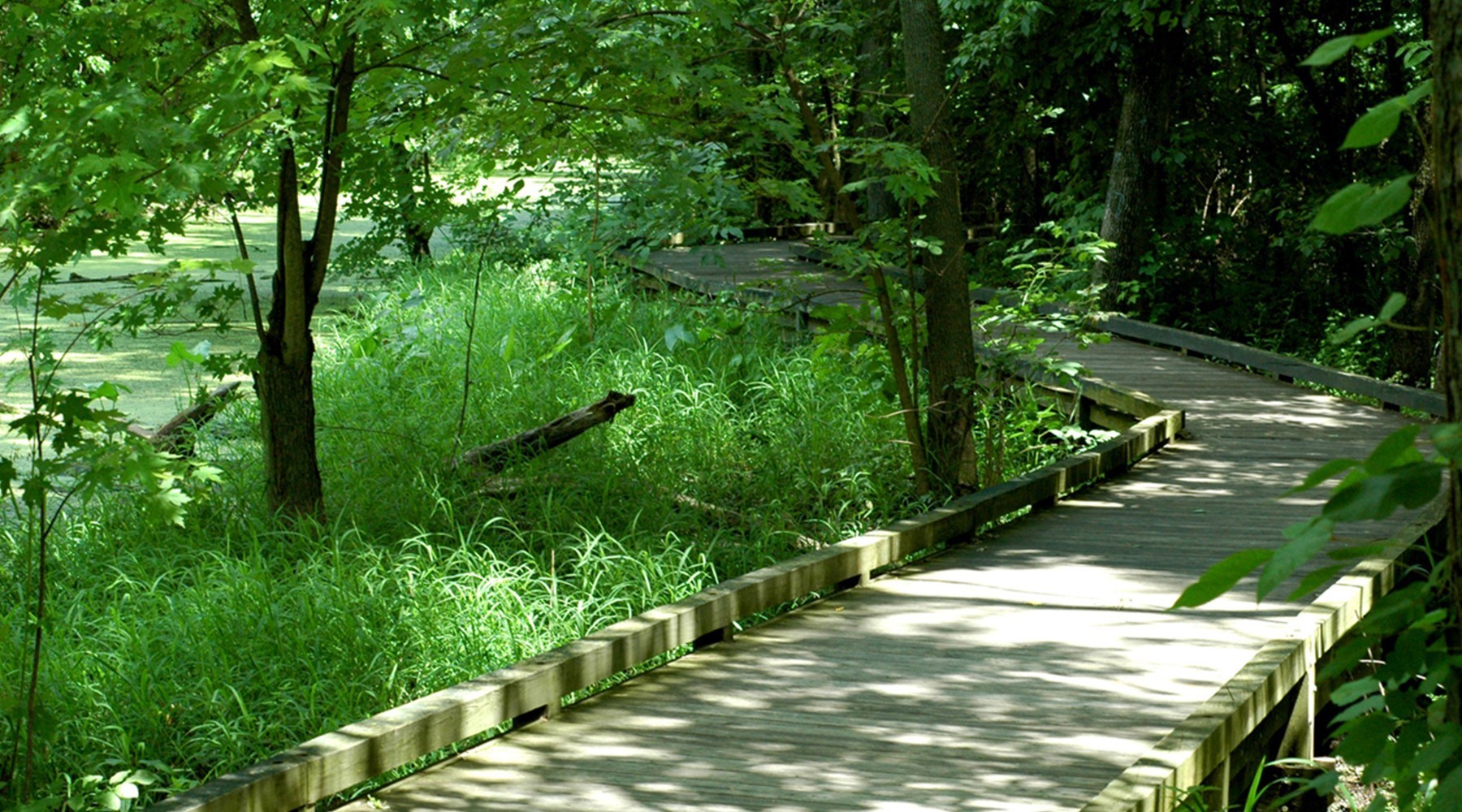 Howell Wetlands | Work | Hafer